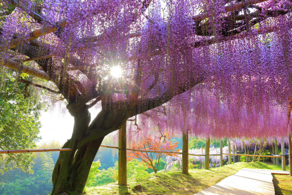 Cheap Flights to Fukuoka | CheapTickets.sg