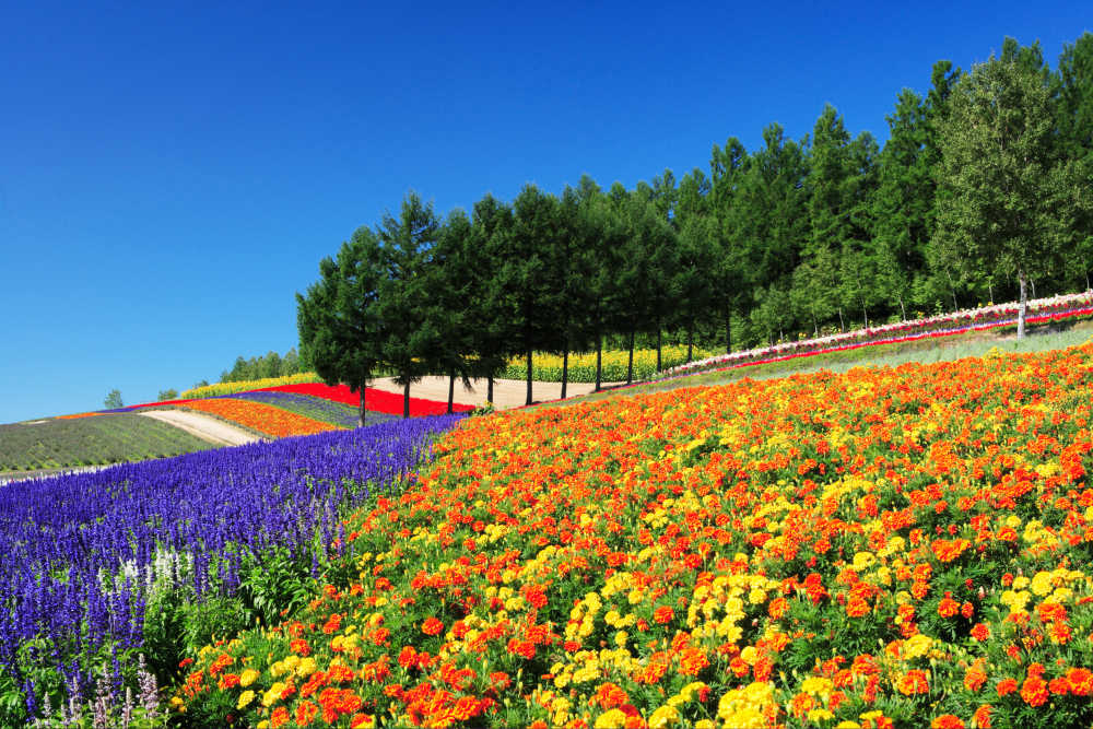 Flights to Sapporo | BudgetAir Canada