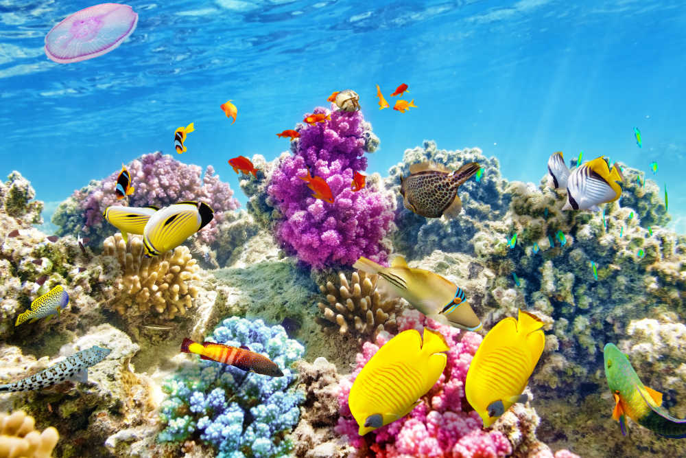 Best Places To Get Your Diving License | BudgetAir.com Blog