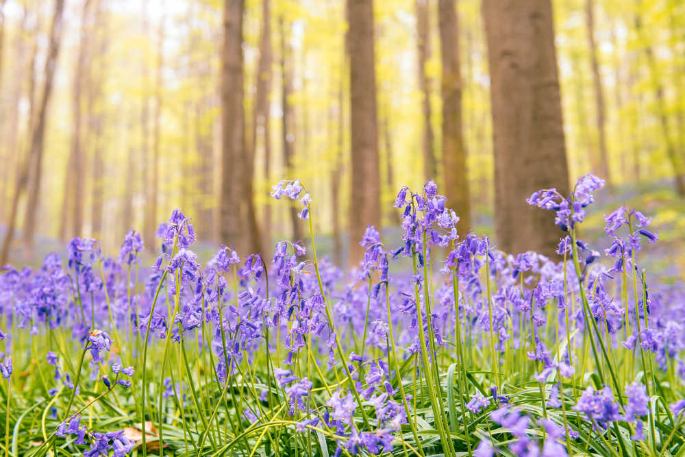 Is spring the best season to travel? | BudgetAir.co.uk Blog