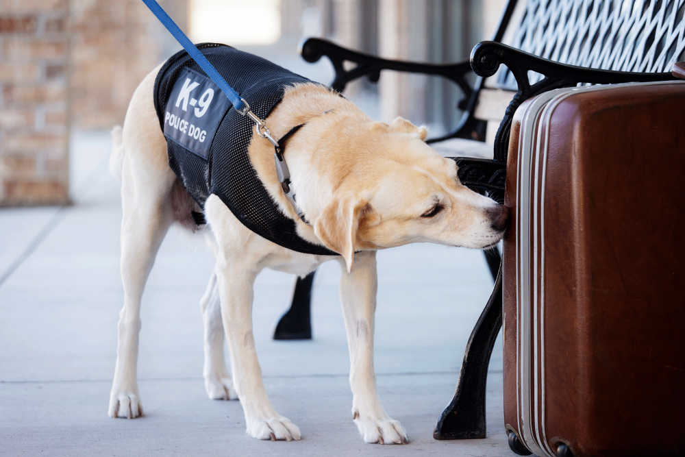 Animals Working at the Airport | BudgetAir.co.uk Blog